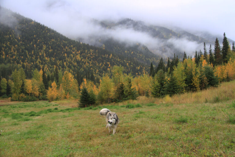 BC & Alberta RVing: Pine Pass through the Rockies to Hinton – The ...